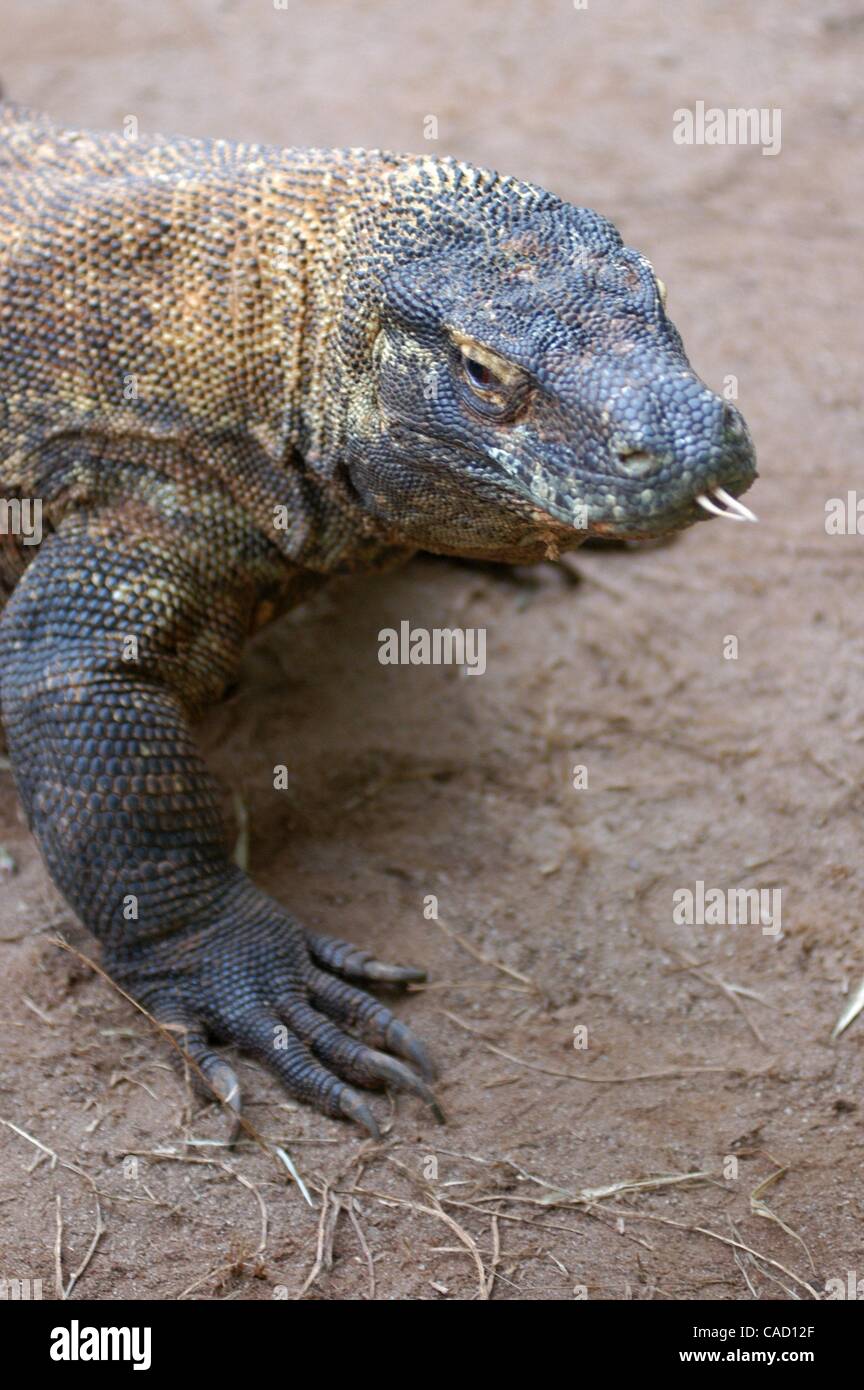 Jul 11, 2010 - Jakarta, Indonesia - The Komodo Dragon (Varanus ...