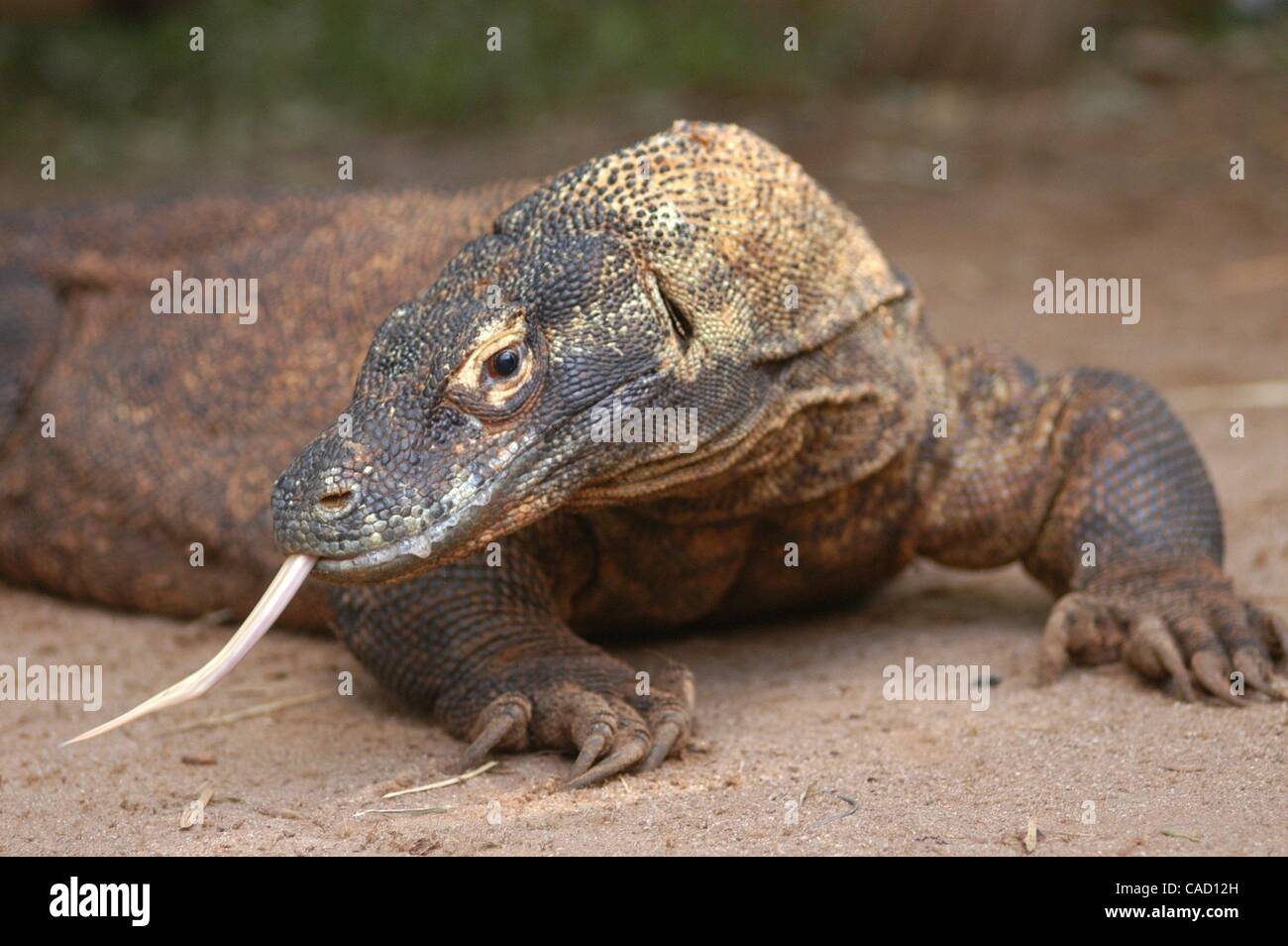 Komodo 11 hi-res stock photography and images - Alamy