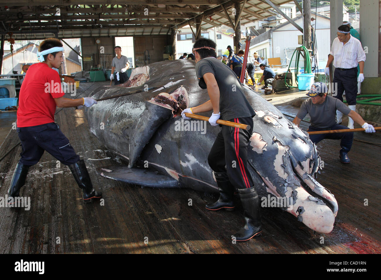 Aug 4, 2010 - Chiba, Japan - Japanese whalers clean and cut out meat ...