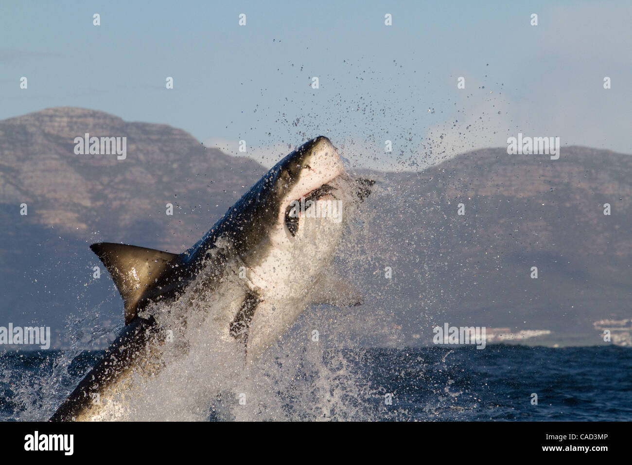 Great white shark hunt hi-res stock photography and images - Alamy