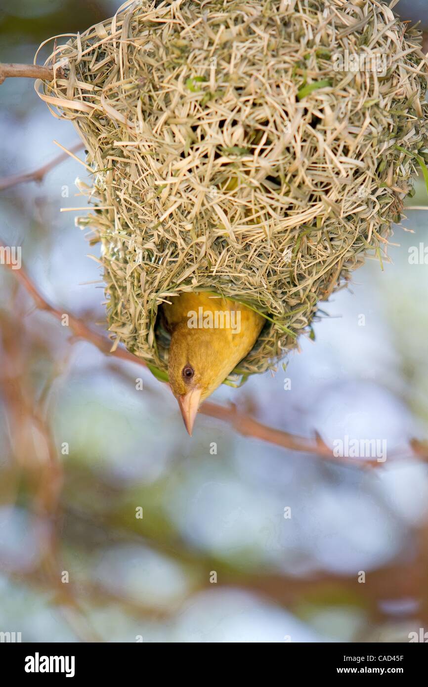 Jul 28, 2010 - Addo, South Africa - On the road to Kalahari seen in ...