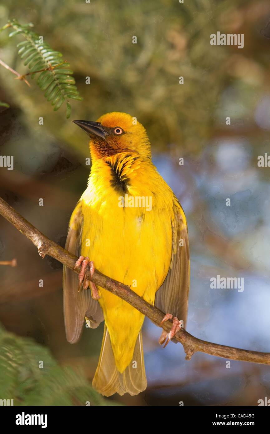 Jul 28, 2010 - Addo, South Africa - On the road to Kalahari seen in ...