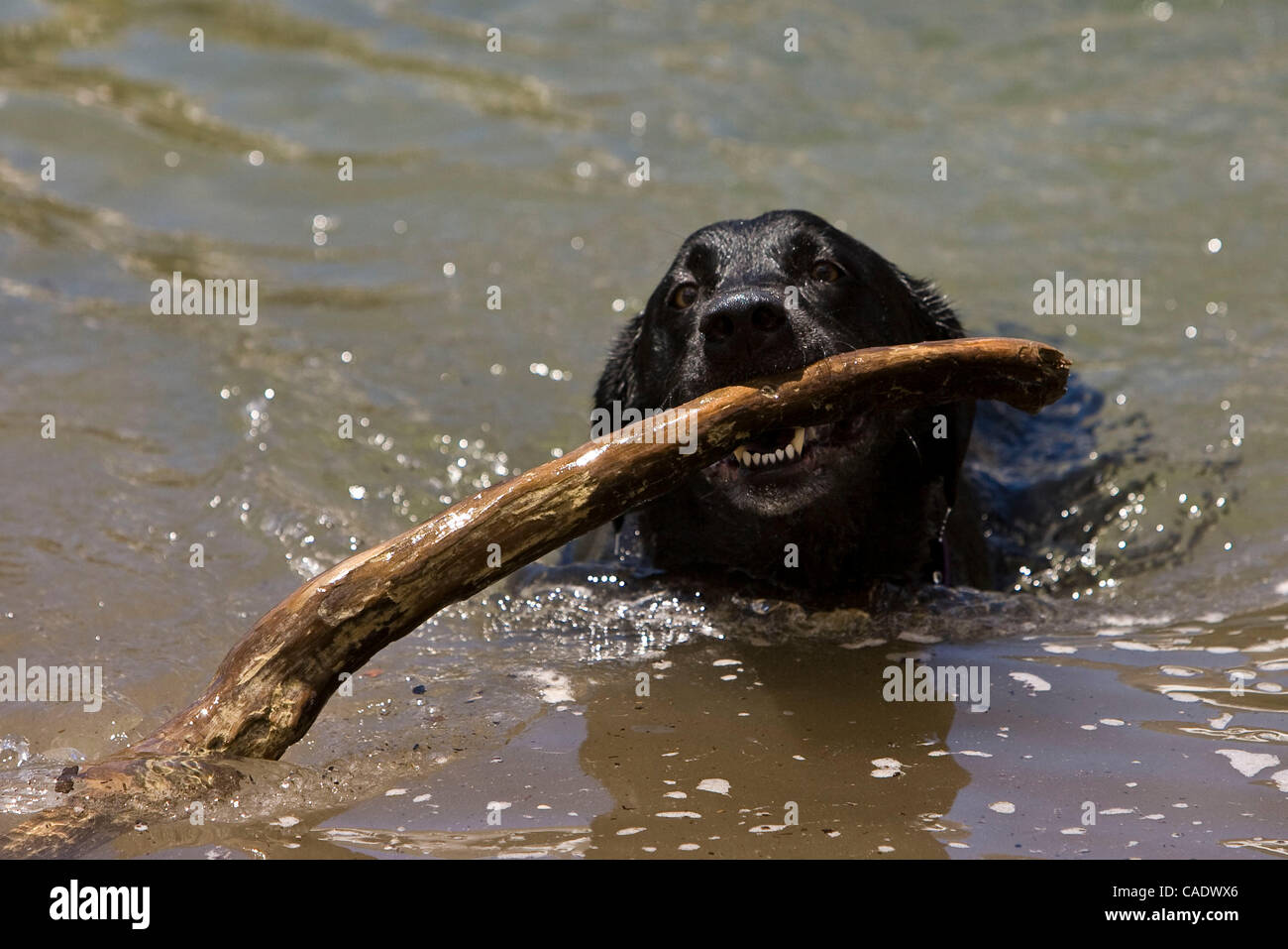 Jun 26, 2010 - Mammoth Lakes, California, U.S. - Dogs swimming in ...