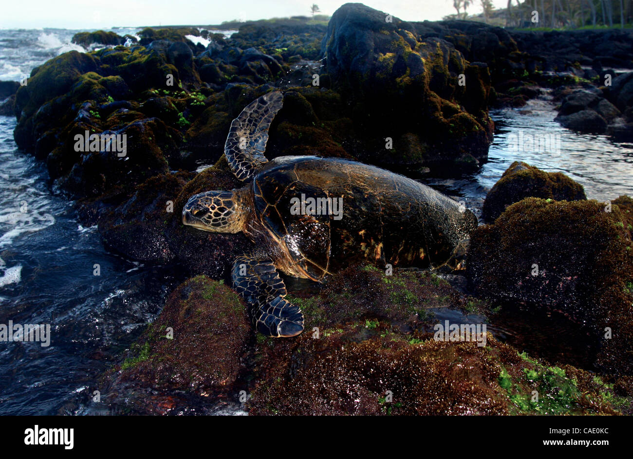 Jul 06, 2010 - Big Island, Hawaii, U.S. - A green sea turtle navigates ...