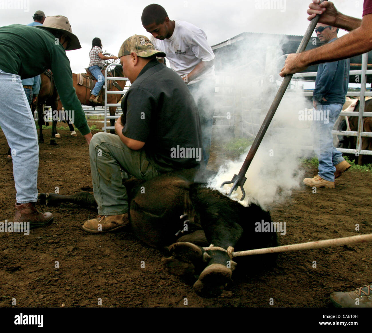 Jul 31, 2010 - Big Island, Hawaii, U.S. - Cowboy ERIC WATANABE controls ...