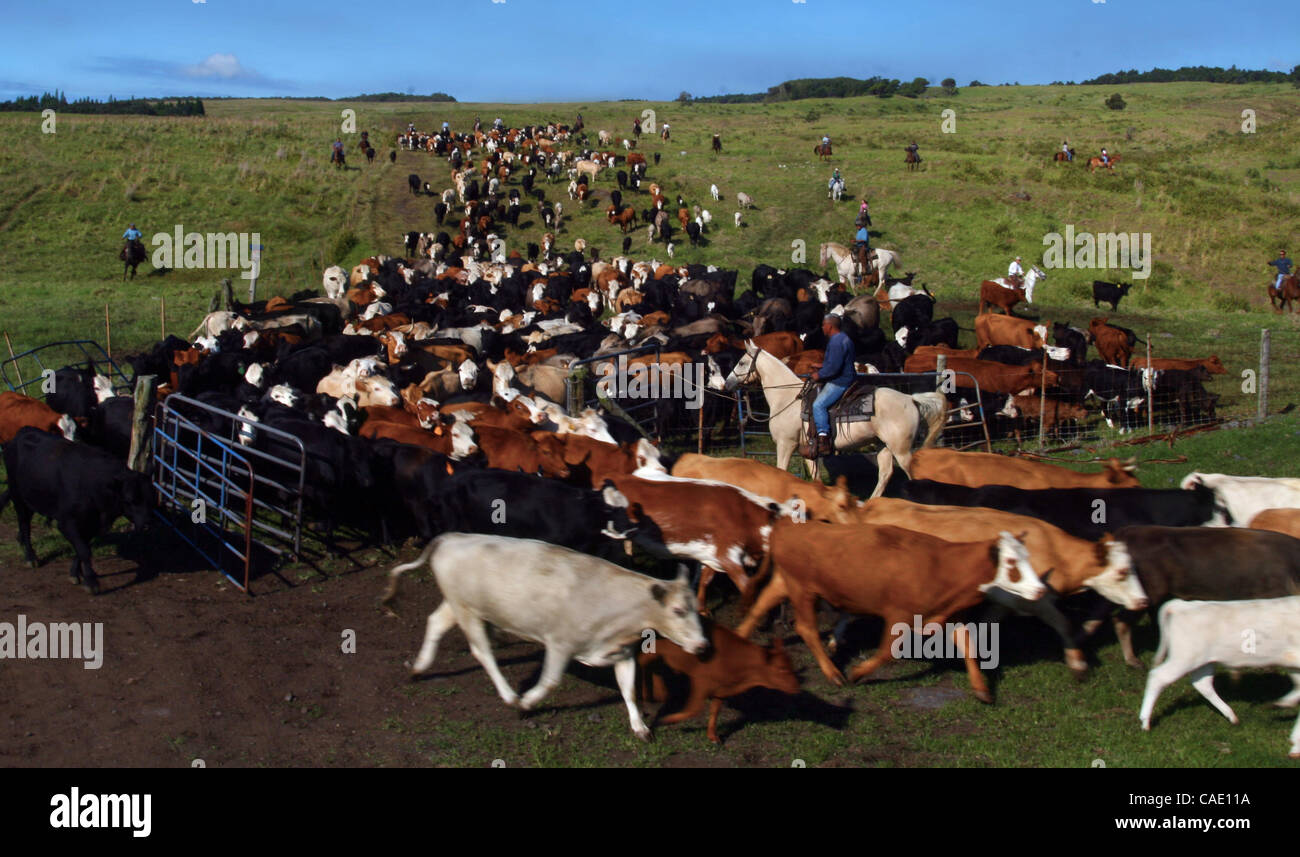 Jul 31, 2010 - Big Island, Hawaii, U.S. - Cattle are rounded up as ...