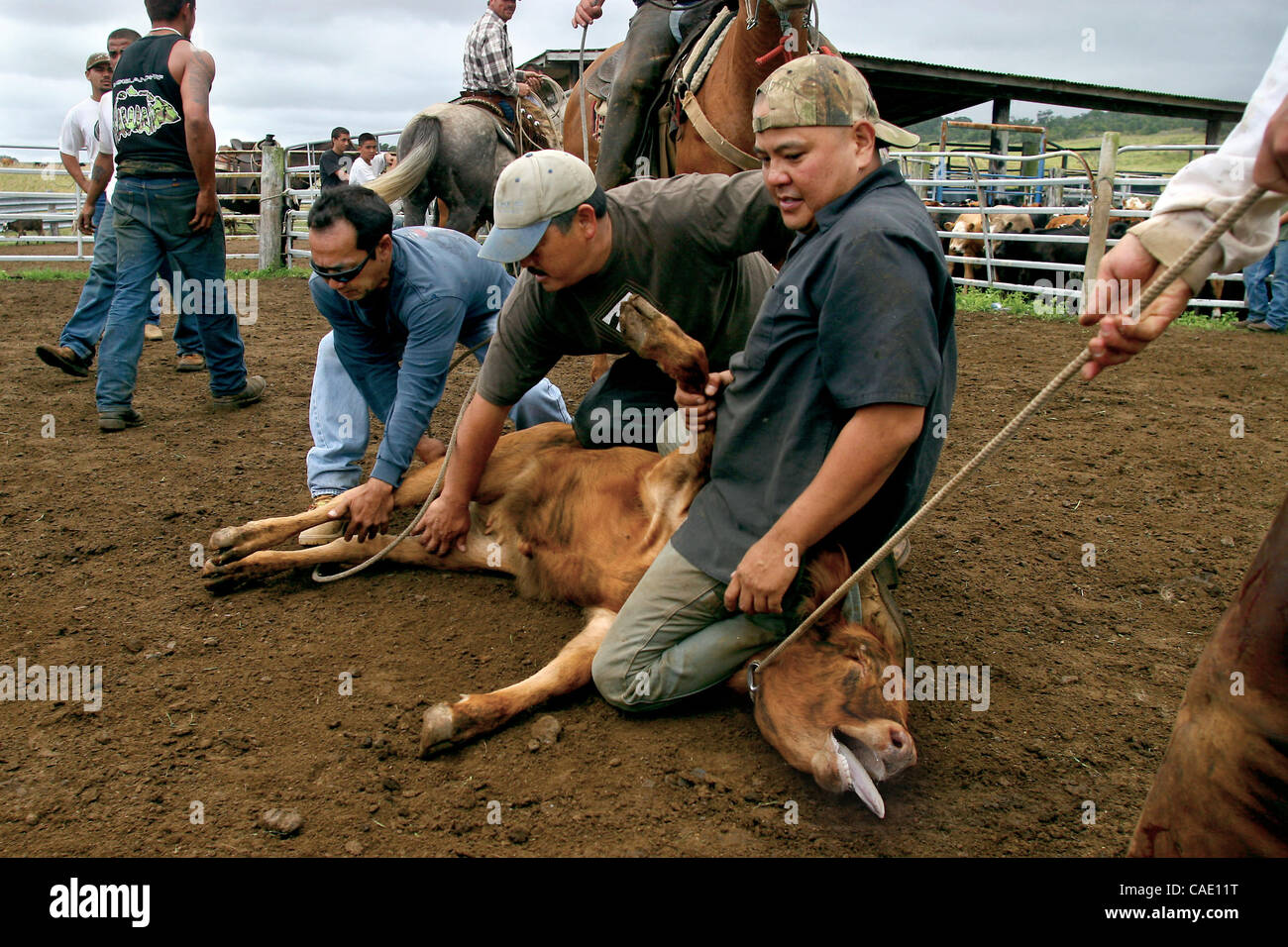 Jul 31, 2010 - Big Island, Hawaii, U.S. - Cowboys ERIC WATANABE, BERT ...