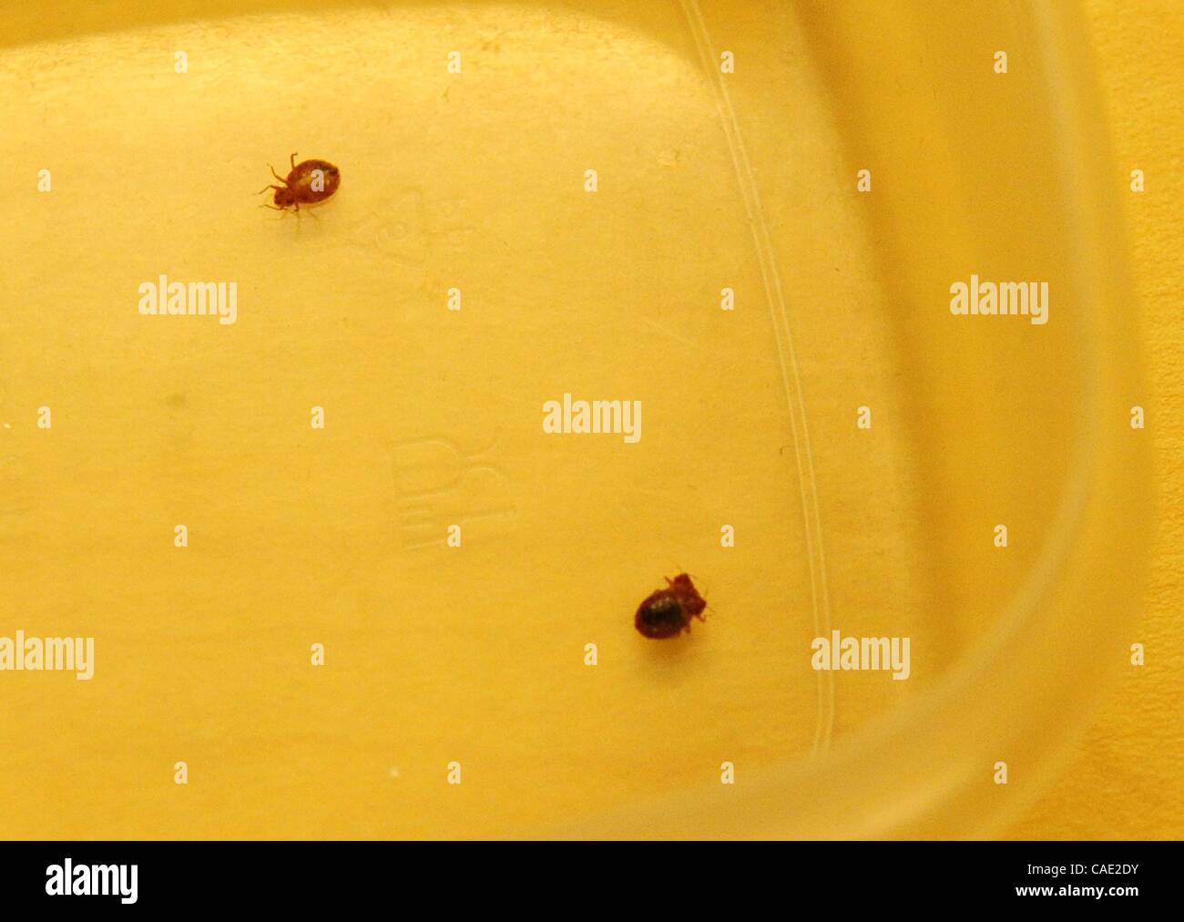 New york bed bugs hi-res stock photography and images - Alamy
