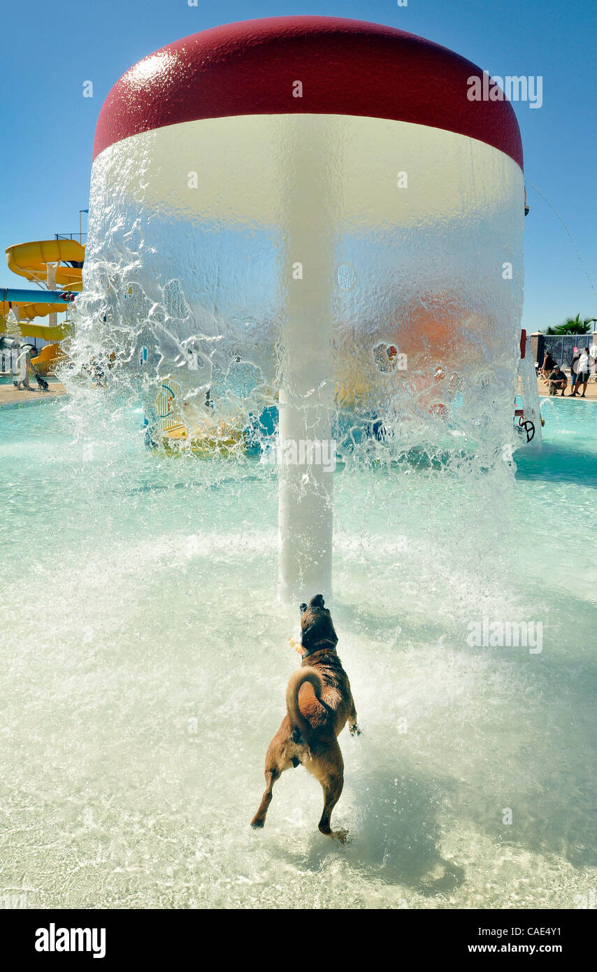 Sept. 11, 2010 - Las Vegas, Nevada, USA - Seneca, a boxer mix enjoys a ...
