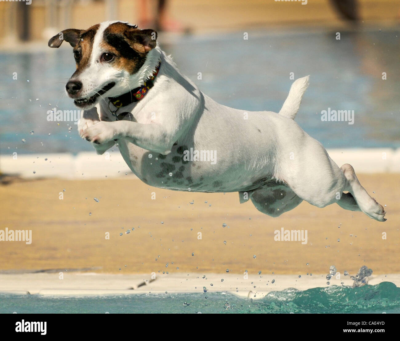 Augie dog hi-res stock photography and images - Alamy