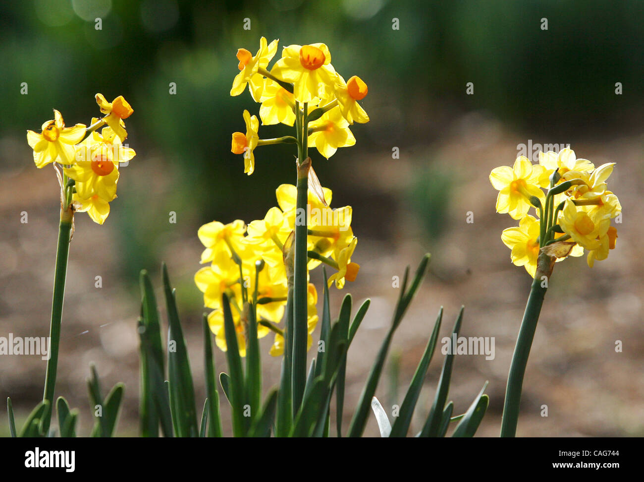 Daffodils on daffodil hill are starting to bloom at Filoli Center in ...