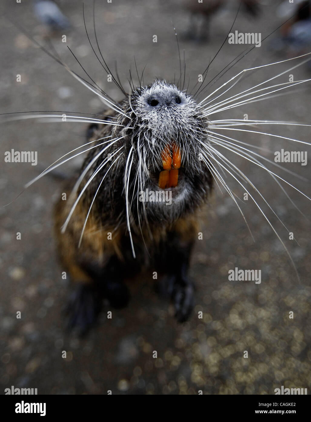 Nutria myocastor coypus is a large hi-res stock photography and images ...