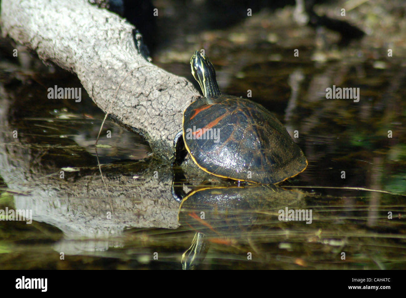 1/30/08: This red-bellied slider turtle was spotted during a ranger ...