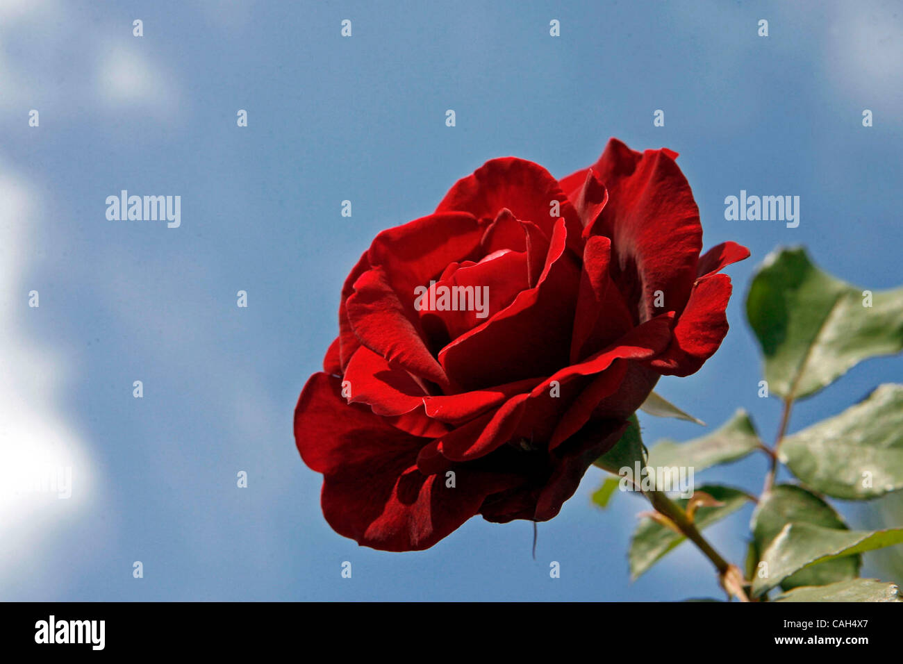 A Don Juan rose at the Florida Botanical Garden. This is a climbing ...