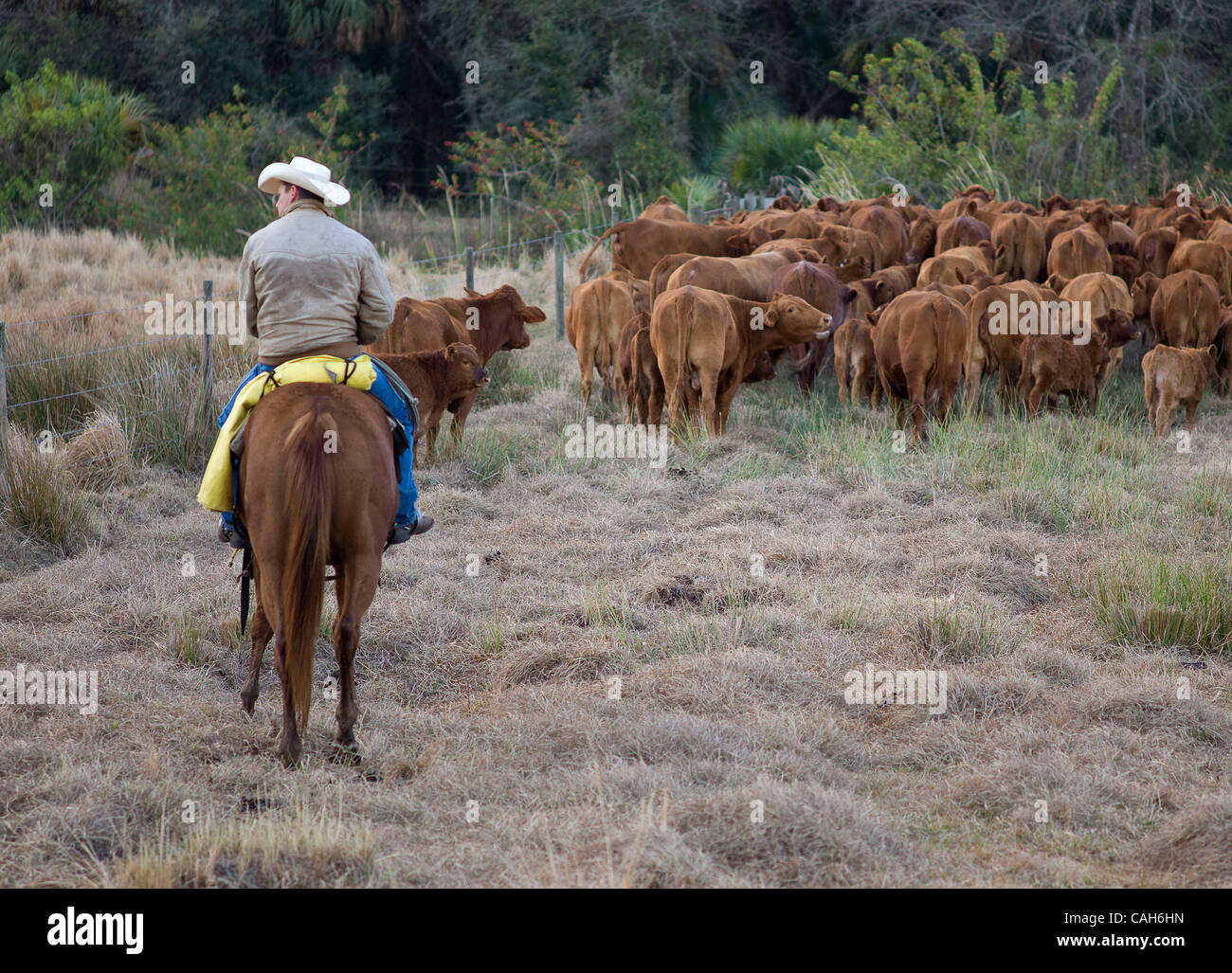 Braford cattle hi-res stock photography and images - Alamy