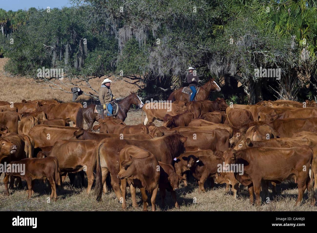 Jan 14, 2011 - Okeechobee, Florida, U.S. - Cowboys on Adams Ranch round ...