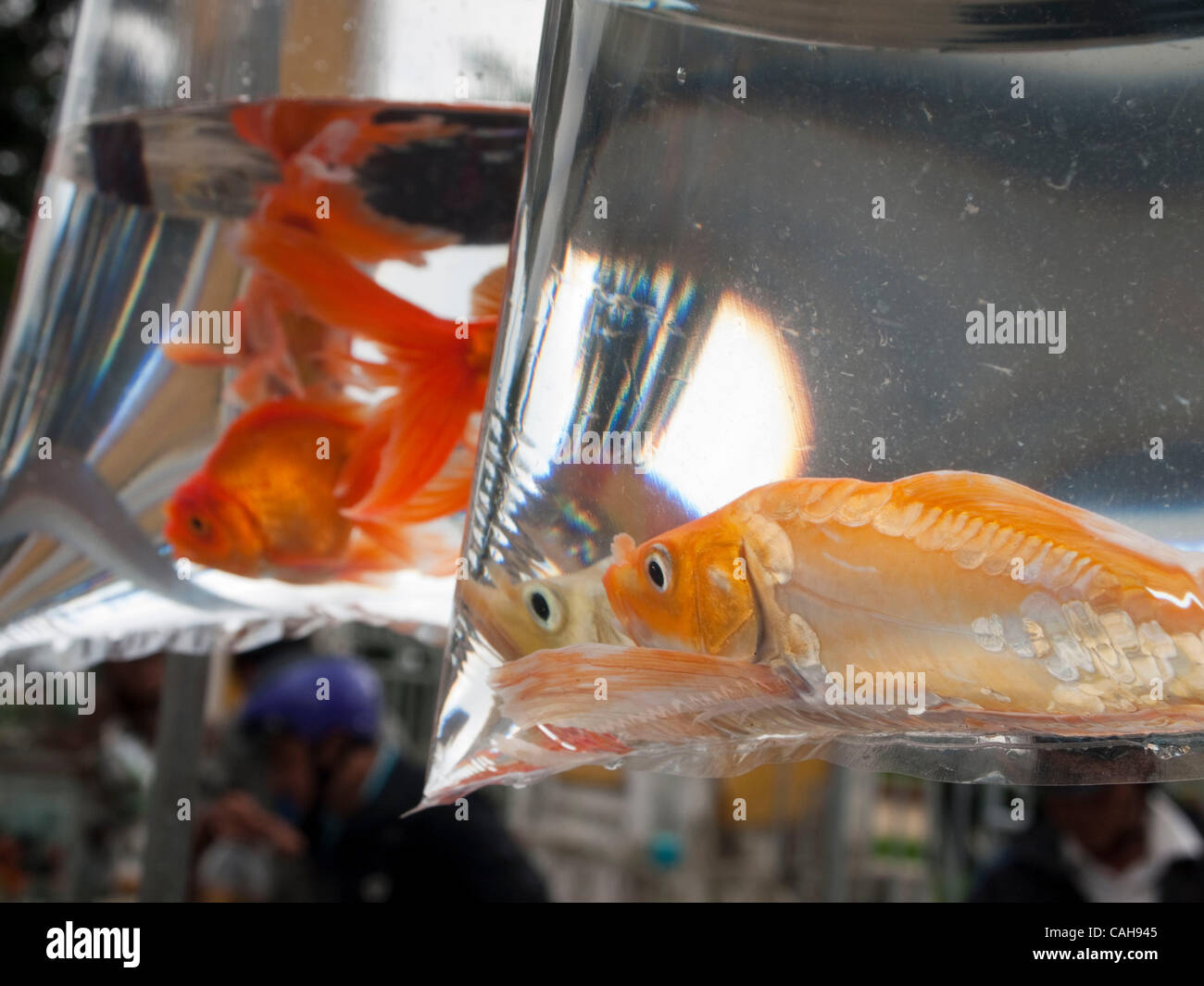 Bagged fish hi-res stock photography and images - Alamy