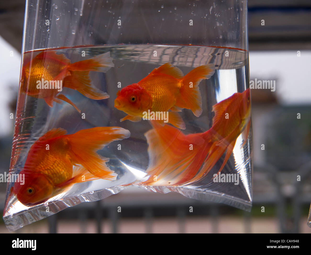 Tropical fish, bagged for sale, in street market in Hue, Vietnam Stock ...