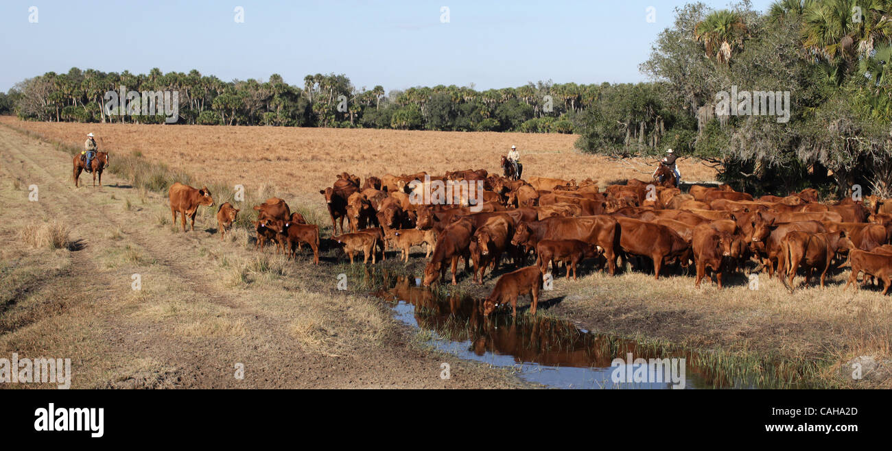 Jan 14, 2011 - Okeechobee, Florida, U.S. - Cowboys on Adams Ranch round ...