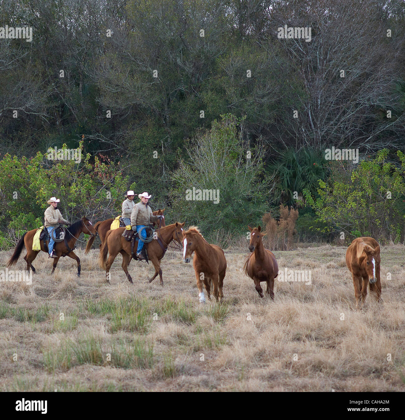 Jan 14, 2011 - Okeechobee, Florida, U.S. - Adams Ranch cowboys ride ...