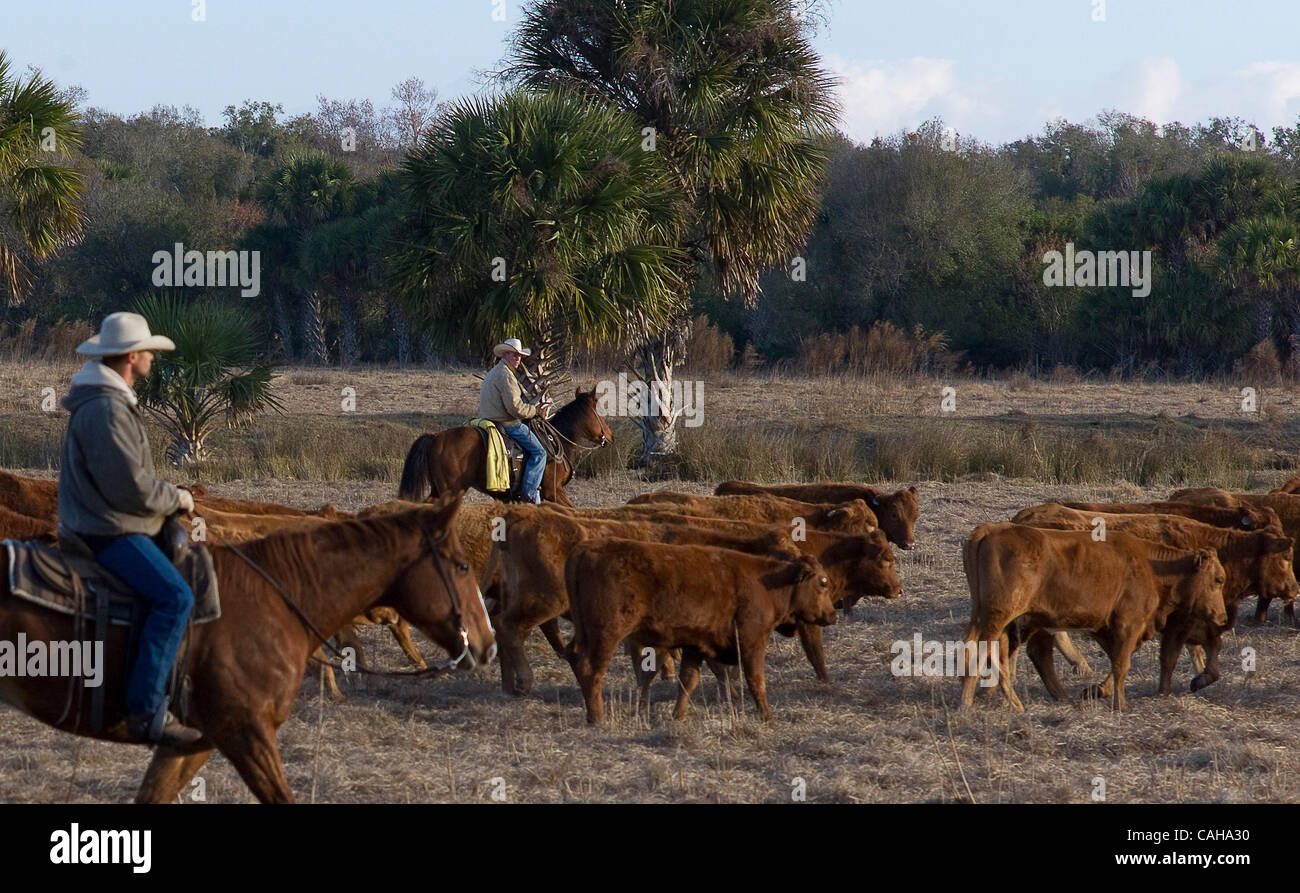 Jan 14, 2011 - Okeechobee, Florida, U.S. - Cowboys on Adams Ranch round ...