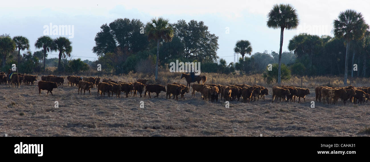 Jan 14, 2011 - Okeechobee, Florida, U.S. - Cowboys on Adams Ranch round ...