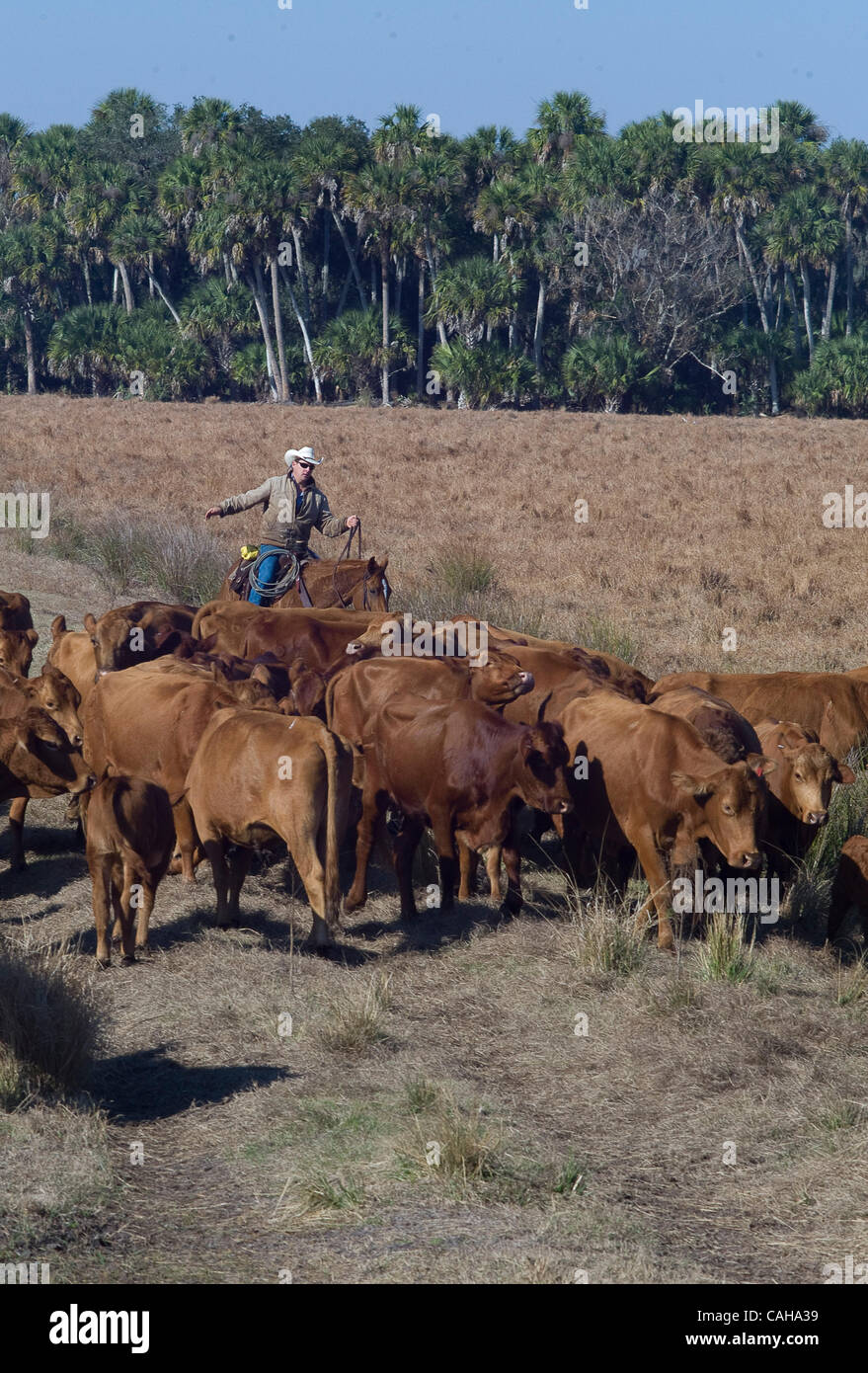 Jan 14, 2011 - Okeechobee, Florida, U.S. - Cowboys on Adams Ranch round ...