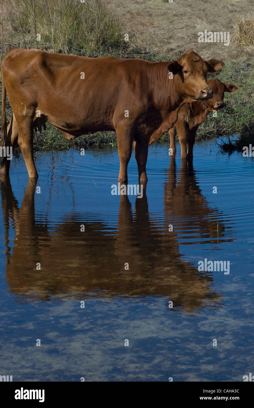 Jan 14, 2011 - Okeechobee, Florida, U.S. - Braford breed cattle on ...