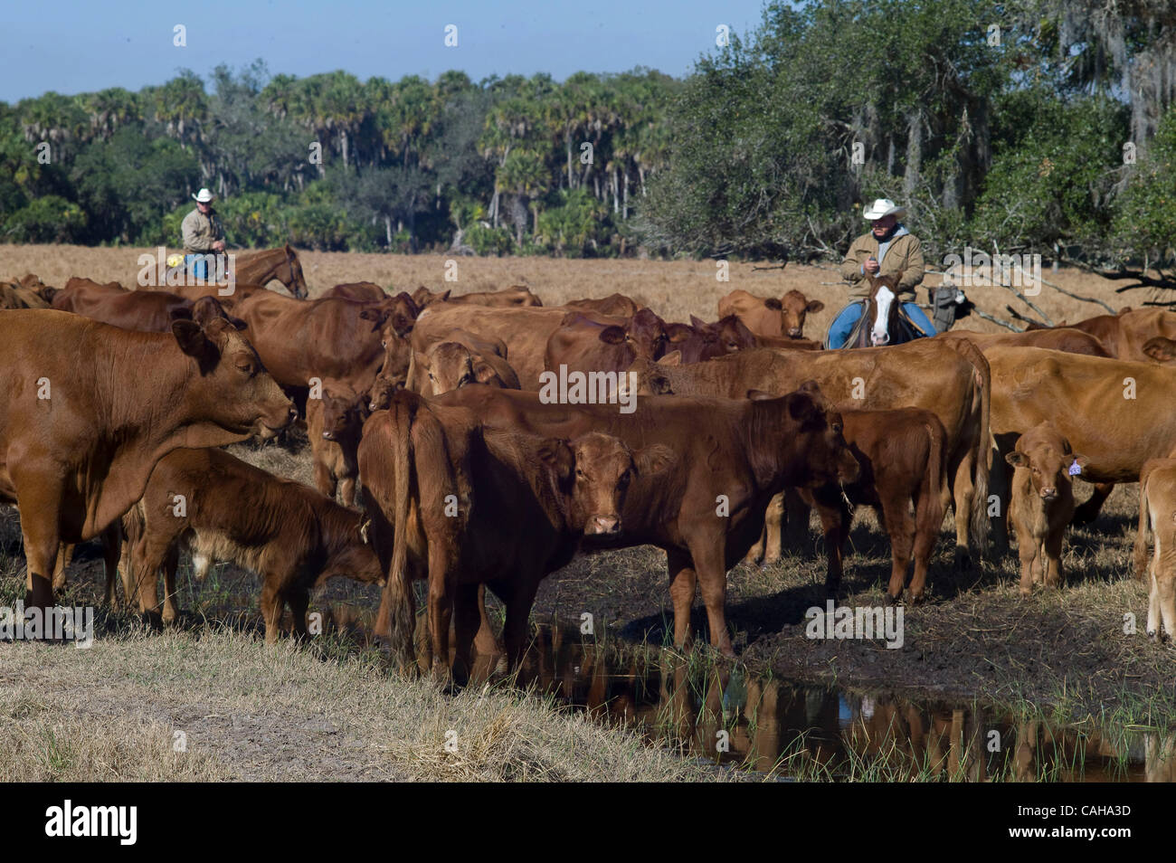 Jan 14, 2011 - Okeechobee, Florida, U.S. - Cowboys on Adams Ranch round ...