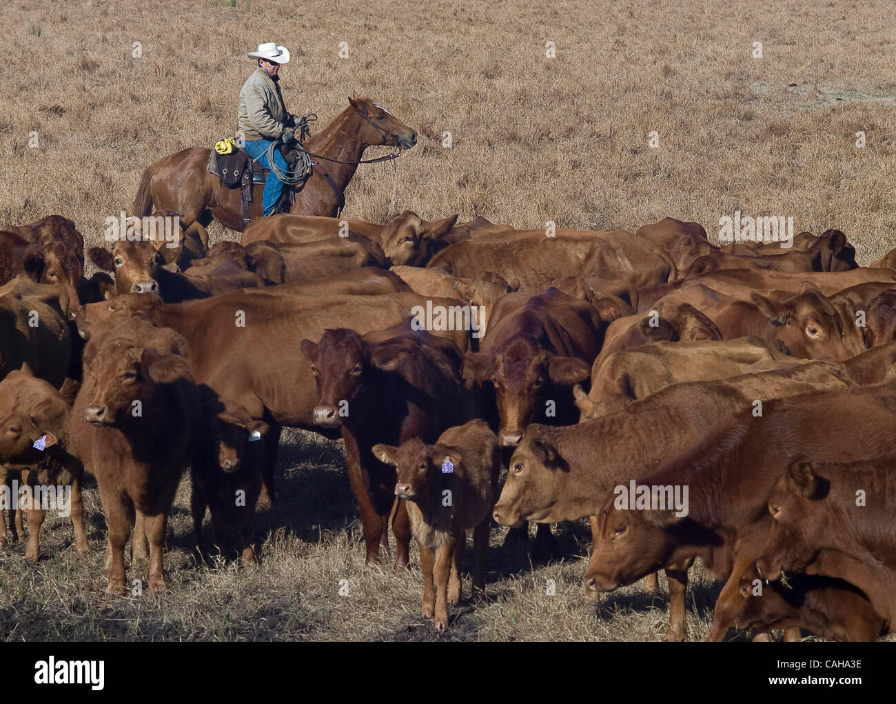 Jan 14, 2011 - Okeechobee, Florida, U.S. - Cowboys on Adams Ranch round ...