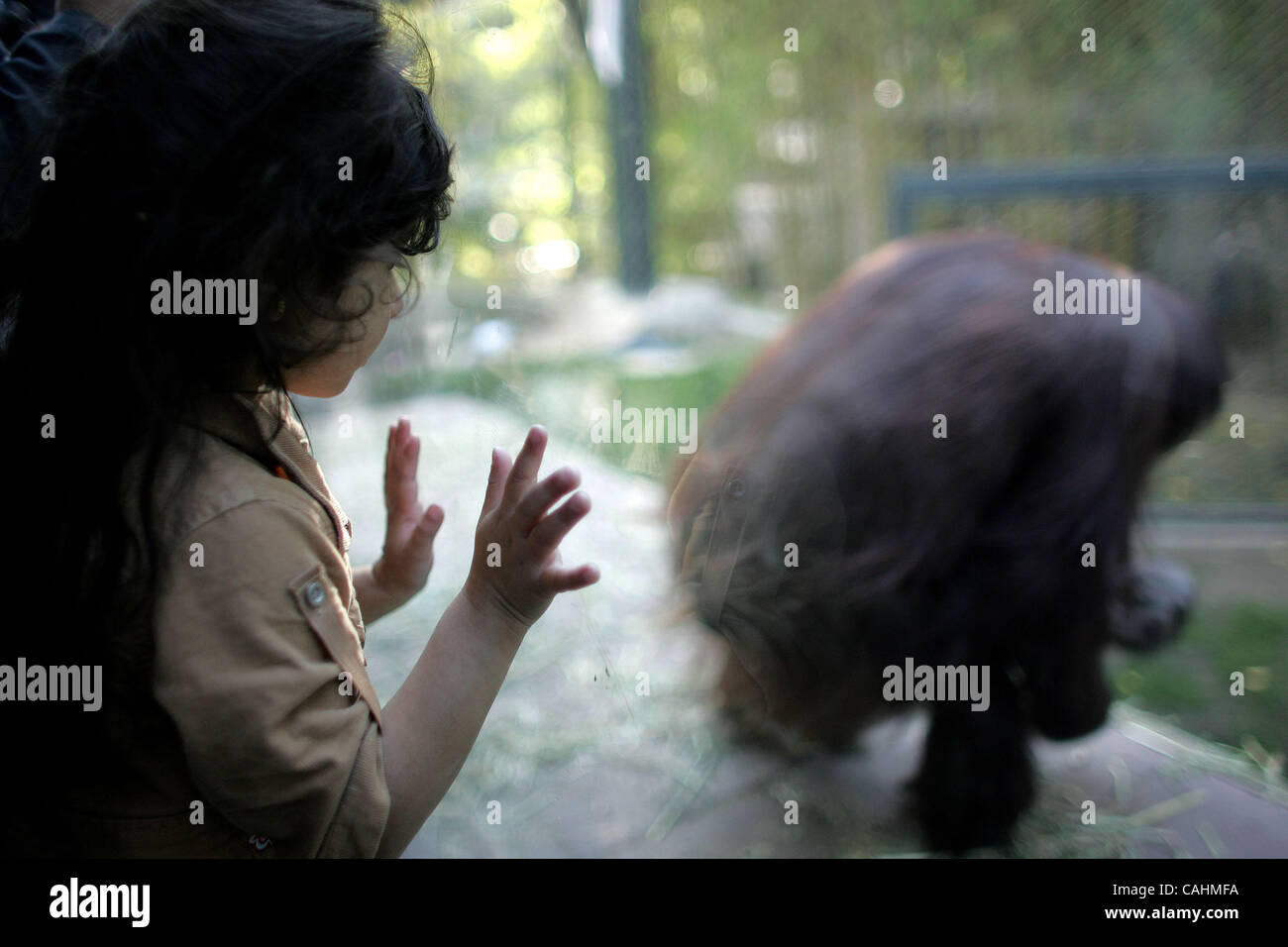Orangutans play inside of a viewing area during Ape Awareness Day held ...