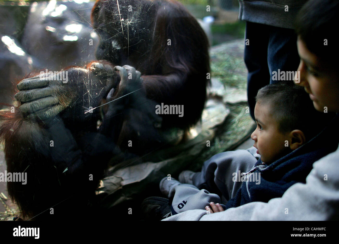 Orangutans play inside of a viewing area during Ape Awareness Day held ...