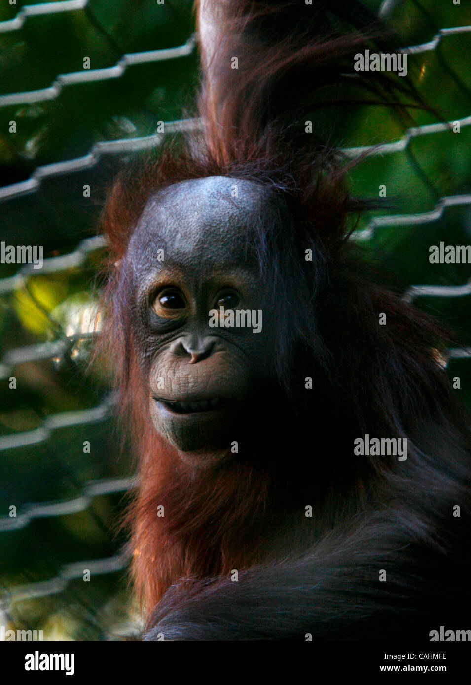Orangutans play during Ape Awareness Day held at the Los Angeles Zoo on ...