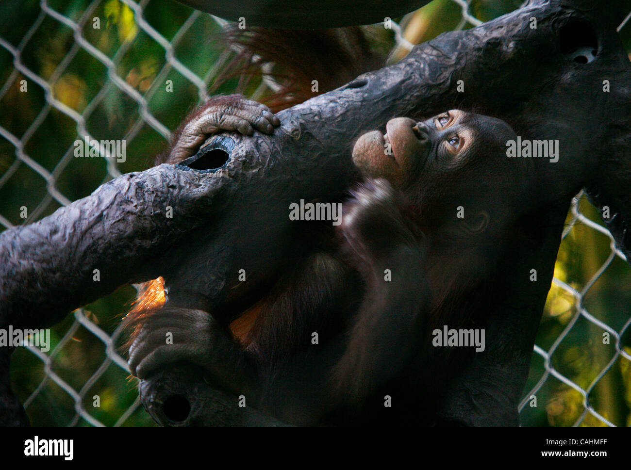 Orangutans play during Ape Awareness Day held at the Los Angeles Zoo on ...
