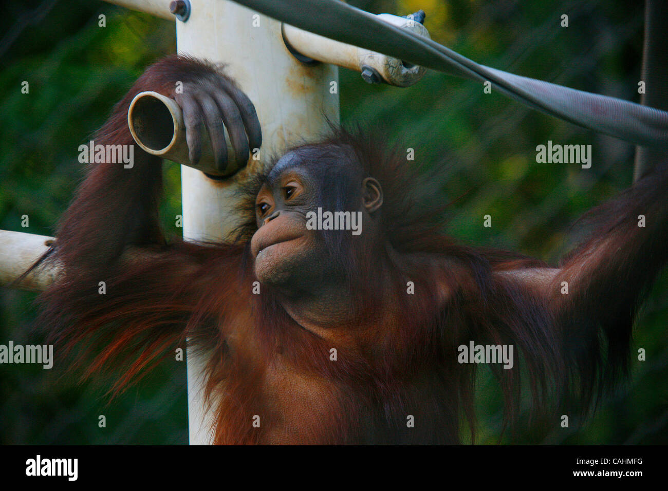 Orangutans play during Ape Awareness Day held at the Los Angeles Zoo on ...