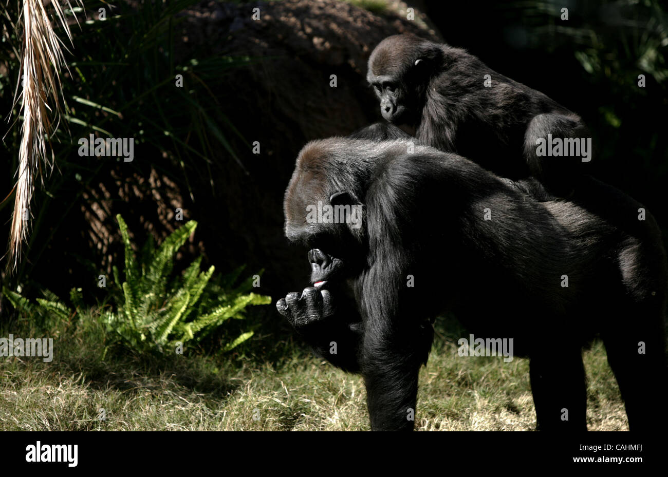 Gorillas rest inside of the Campo Gorilla Reserve during Ape Awareness ...