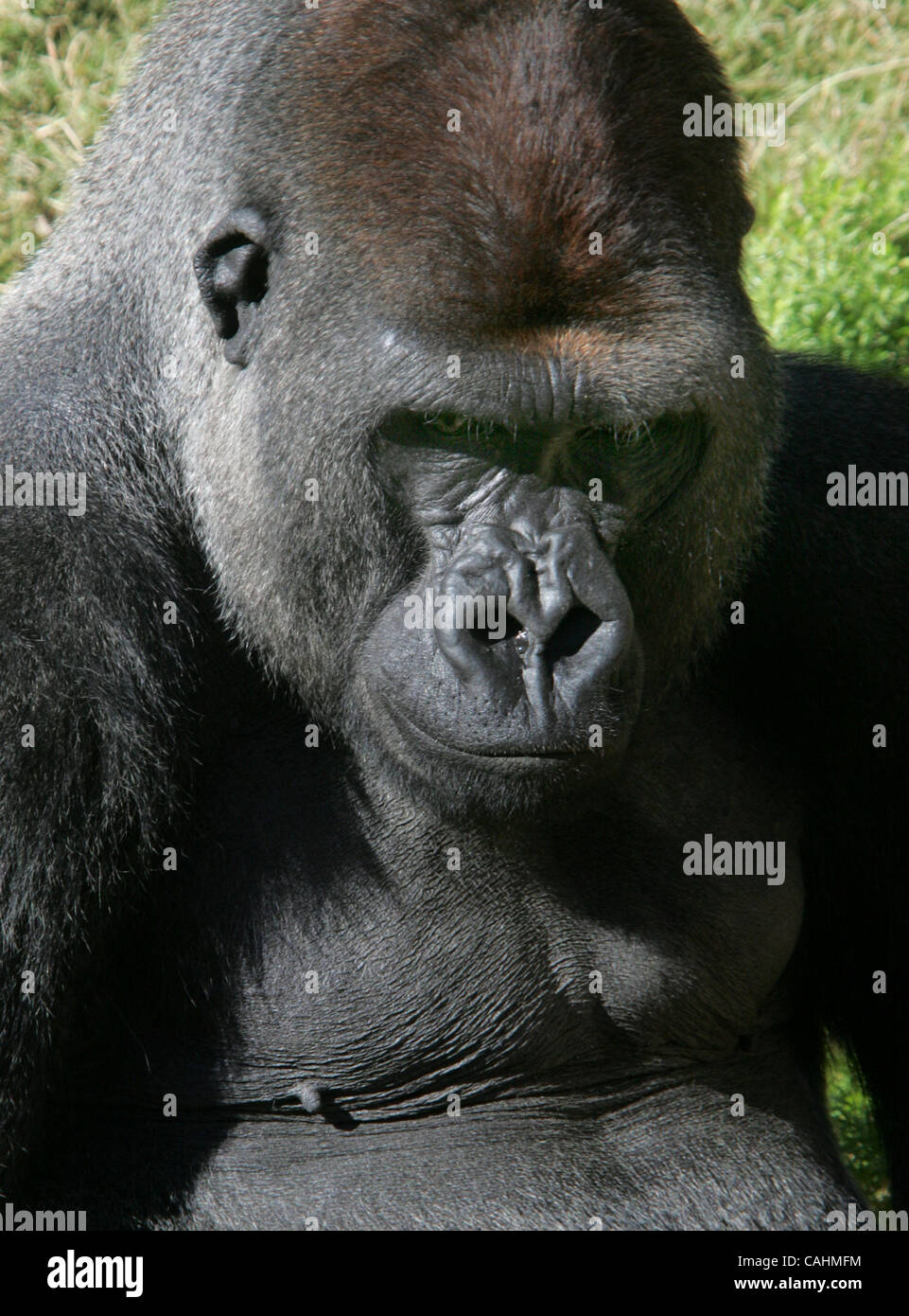 Gorillas rest inside of the Campo Gorilla Reserve during Ape Awareness ...