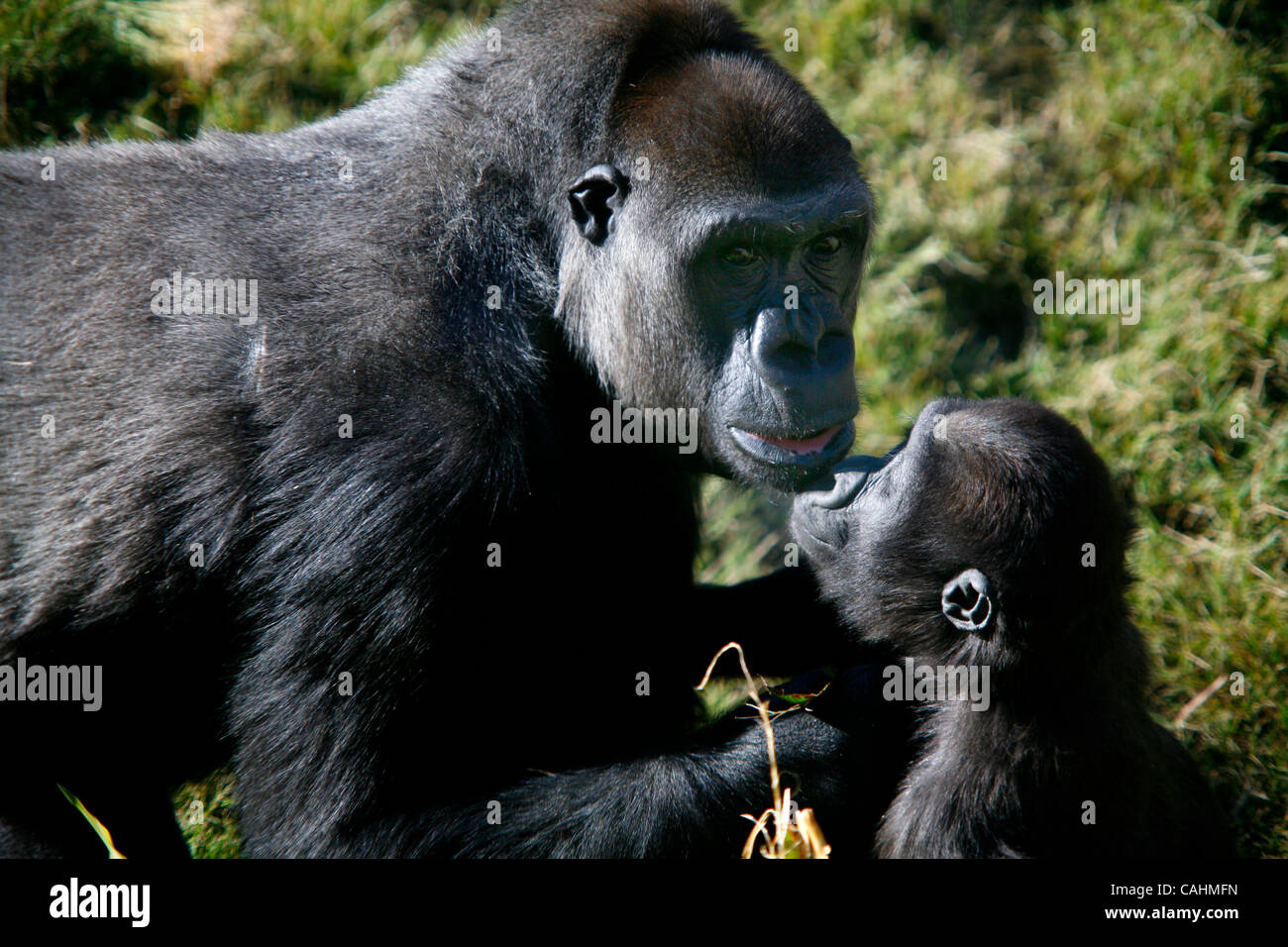 Gorillas rest inside of the Campo Gorilla Reserve during Ape Awareness ...