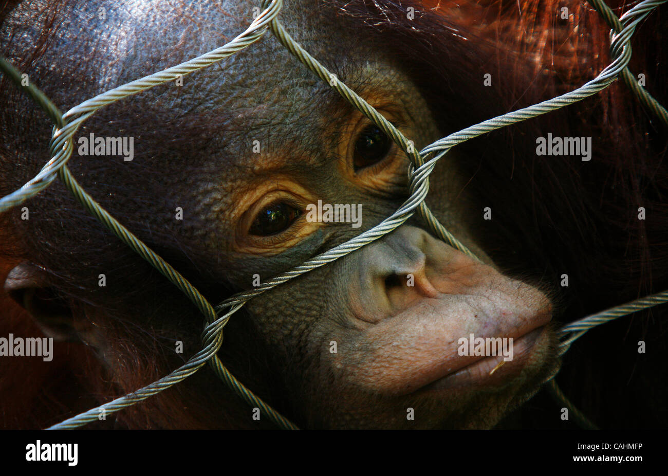 Orangutans play during Ape Awareness Day held at the Los Angeles Zoo on ...