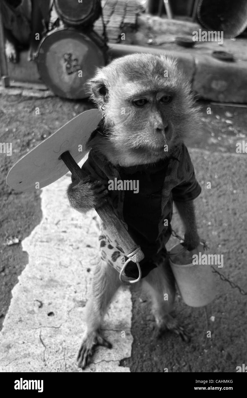 Monkey performance traditional art "Monkey Mask" on the street in ...