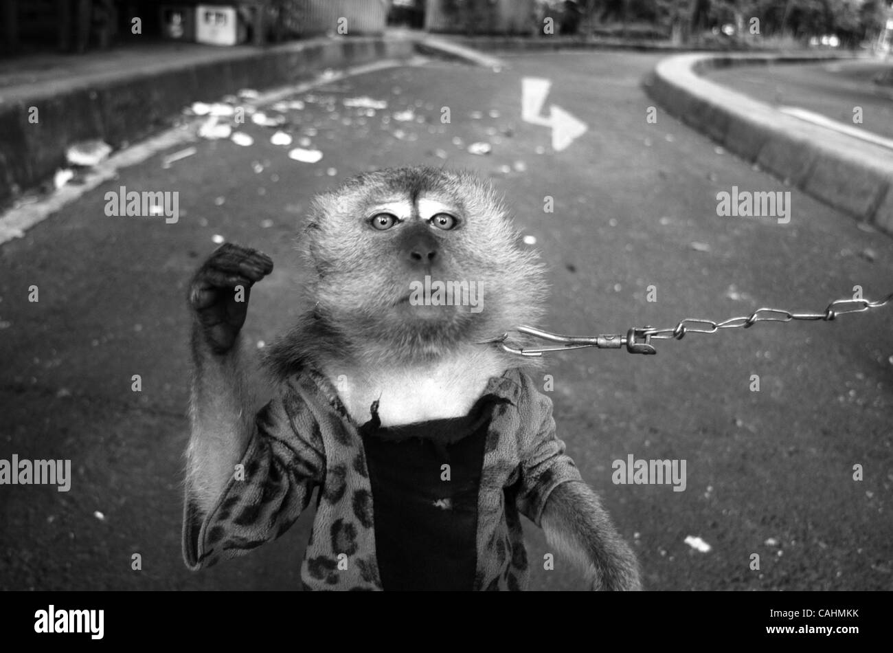 Monkey performance traditional art "Monkey Mask" on the street in ...