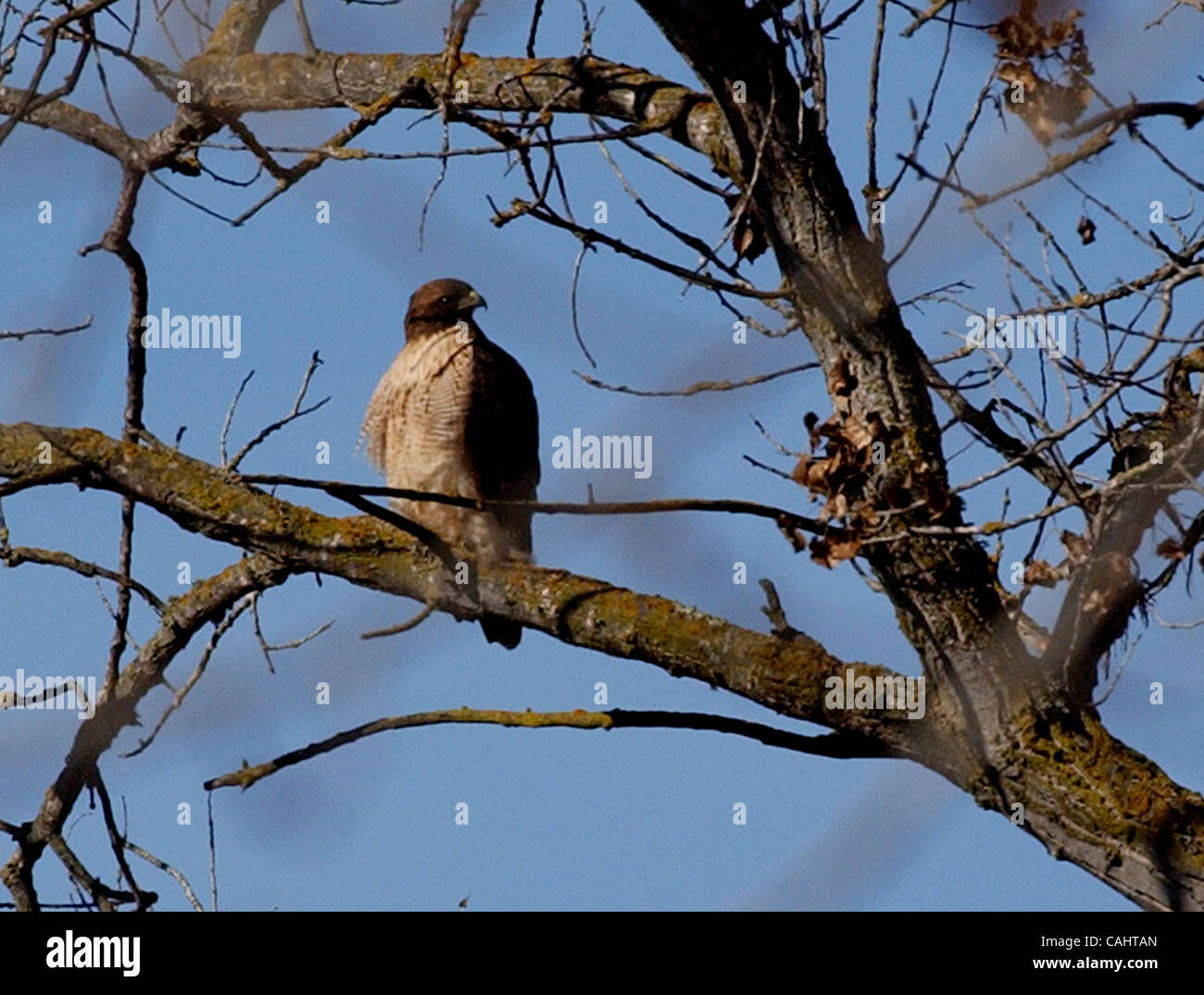 A red-tailed hawk finds a perch at Shadow Cliffs Regional Recreation ...