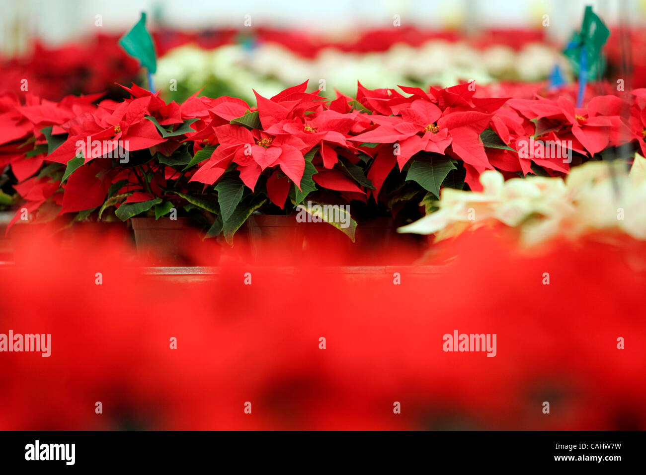 December 17, 2007, Encinitas, California, USA. Paul Ecke III is the ...