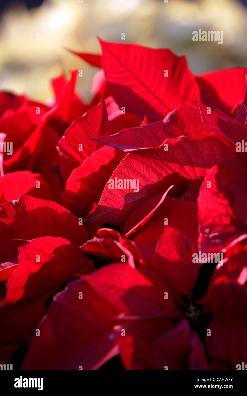 December 17, 2007, Encinitas, California, USA. Paul Ecke III is the ...