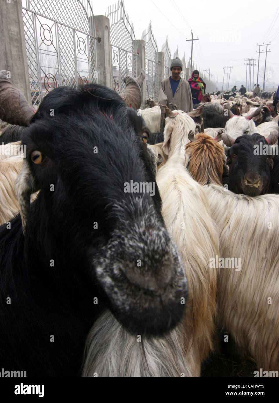 A Scene of Sheep market ahead of the Eid al-Adha festival in Srinagar ...