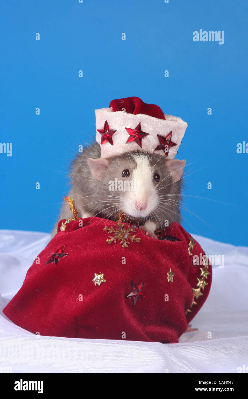 Rat zodiac 2008 60 photos - Youhoroscope.com