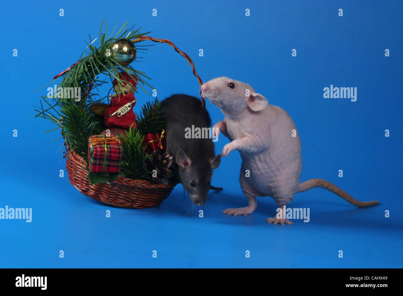 According to the Chinese Zodiac, the Year of 2008 is a Year of the Rat ...