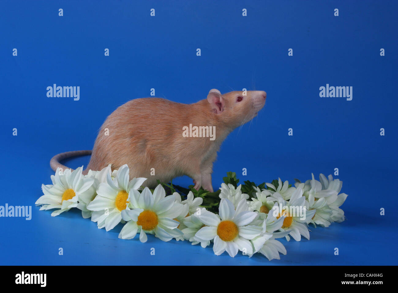According to the Chinese Zodiac, the Year of 2008 is a Year of the Rat ...