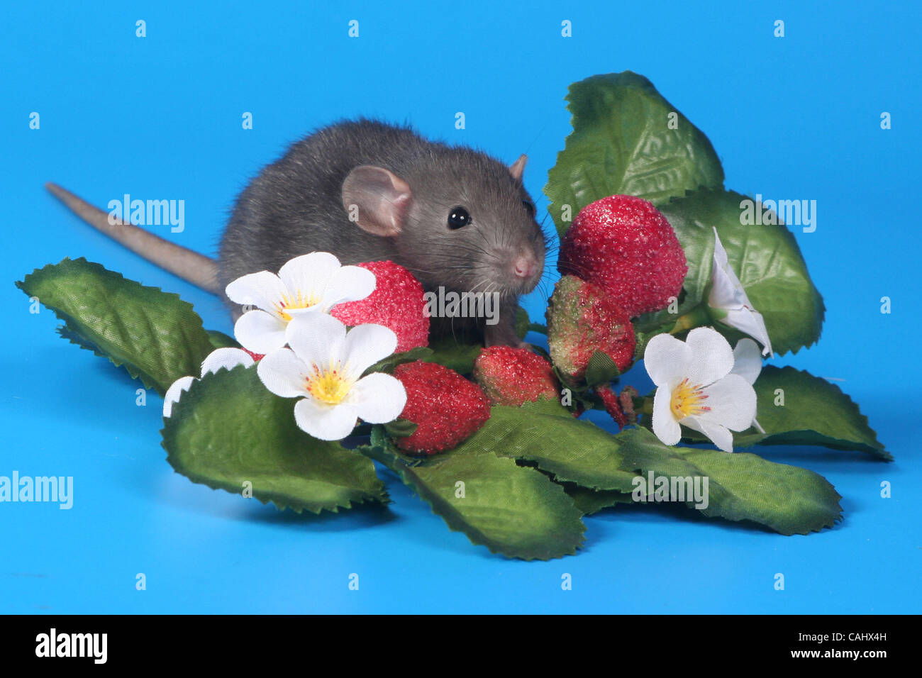 According to the Chinese Zodiac, the Year of 2008 is a Year of the Rat ...
