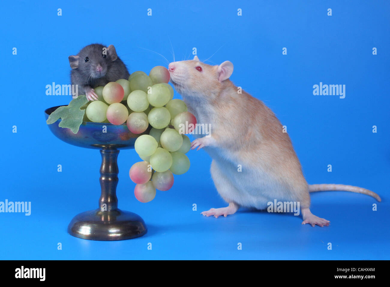 According to the Chinese Zodiac, the Year of 2008 is a Year of the Rat ...